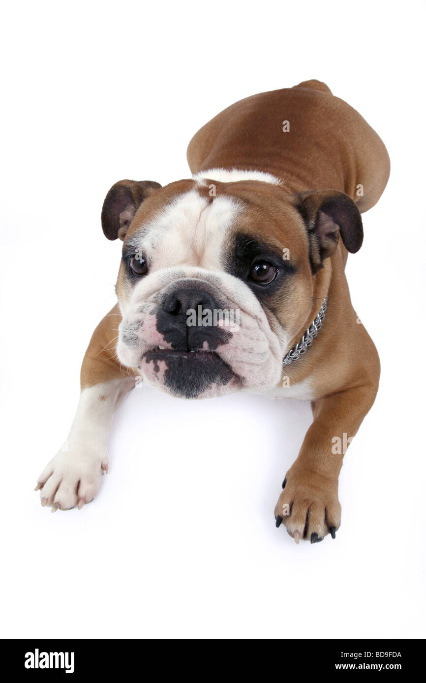 Bulldog sitting down hi-res stock photography and images - Alamy