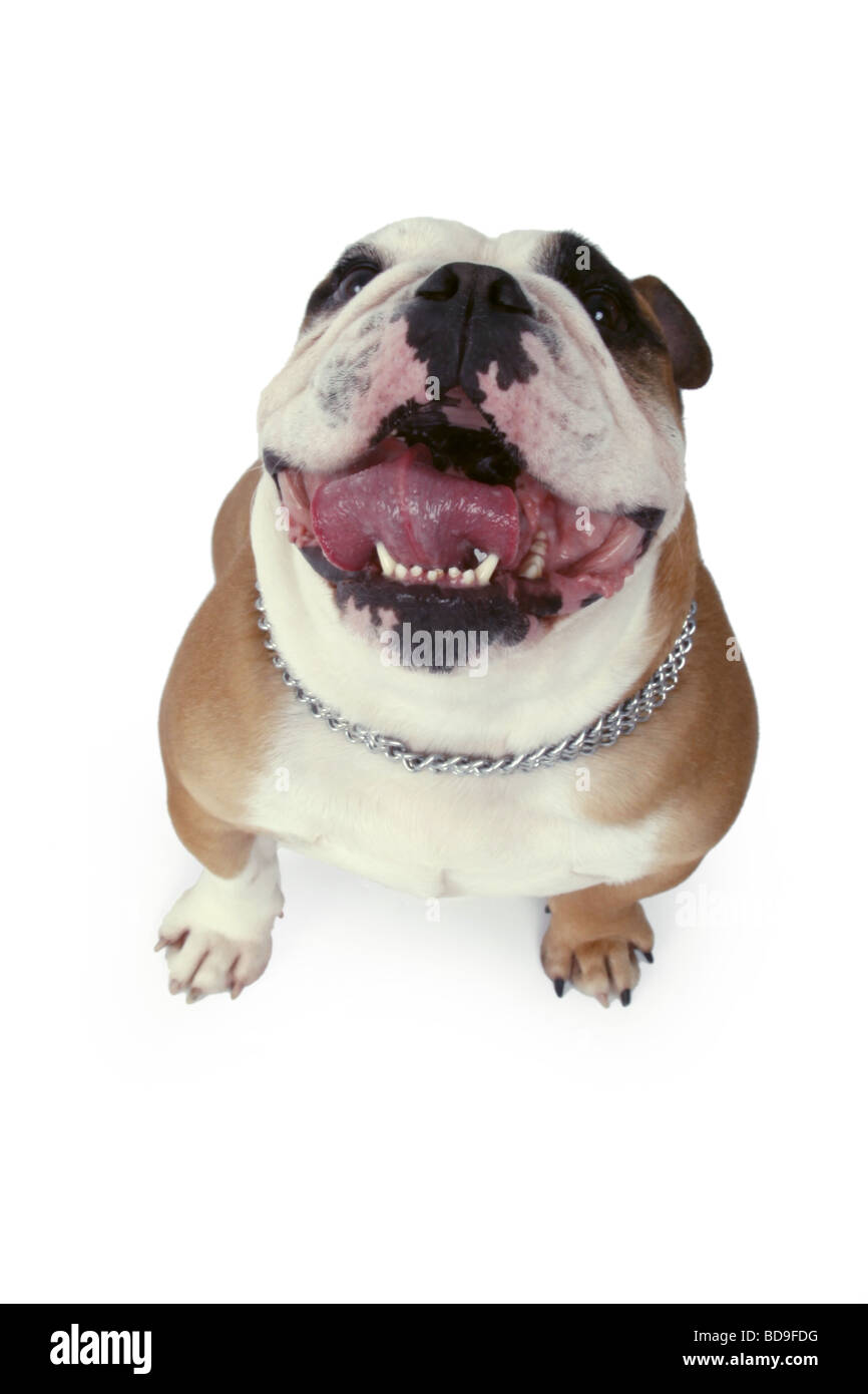 Are English Bulldogs Friendly