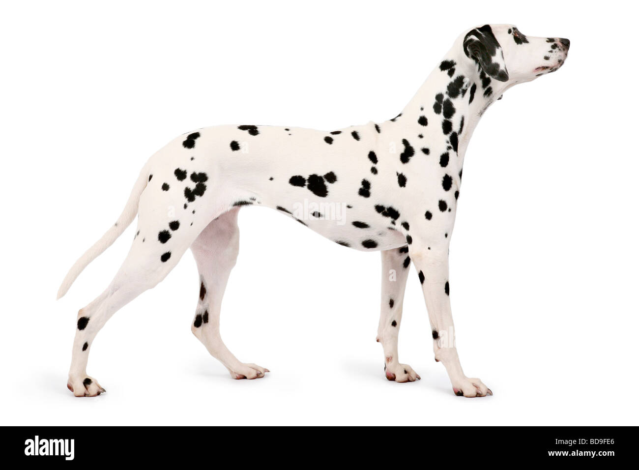 Dalmatian (Canis lupus f. familiaris), side view of a Dalmatian Stock ...