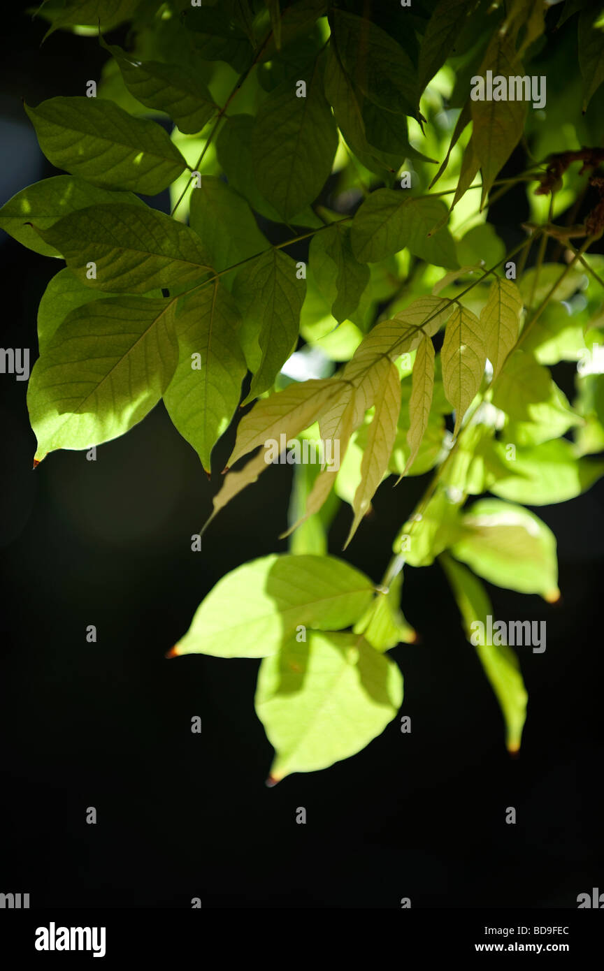 Tree leaves in Alhambra Palace in Granada, Spain Stock Photo - Alamy