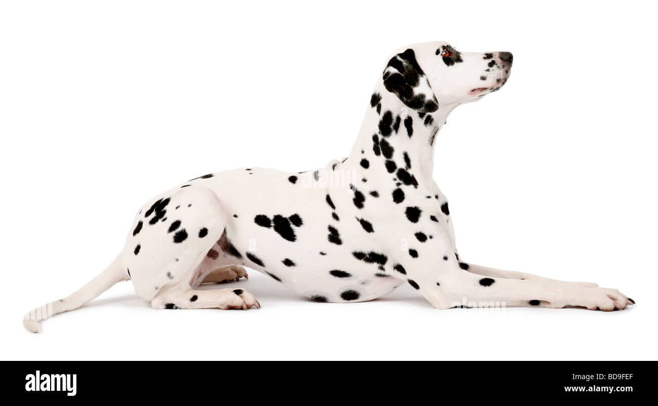 Dalmatian (Canis lupus f. familiaris), side view of a Dalmatian ...