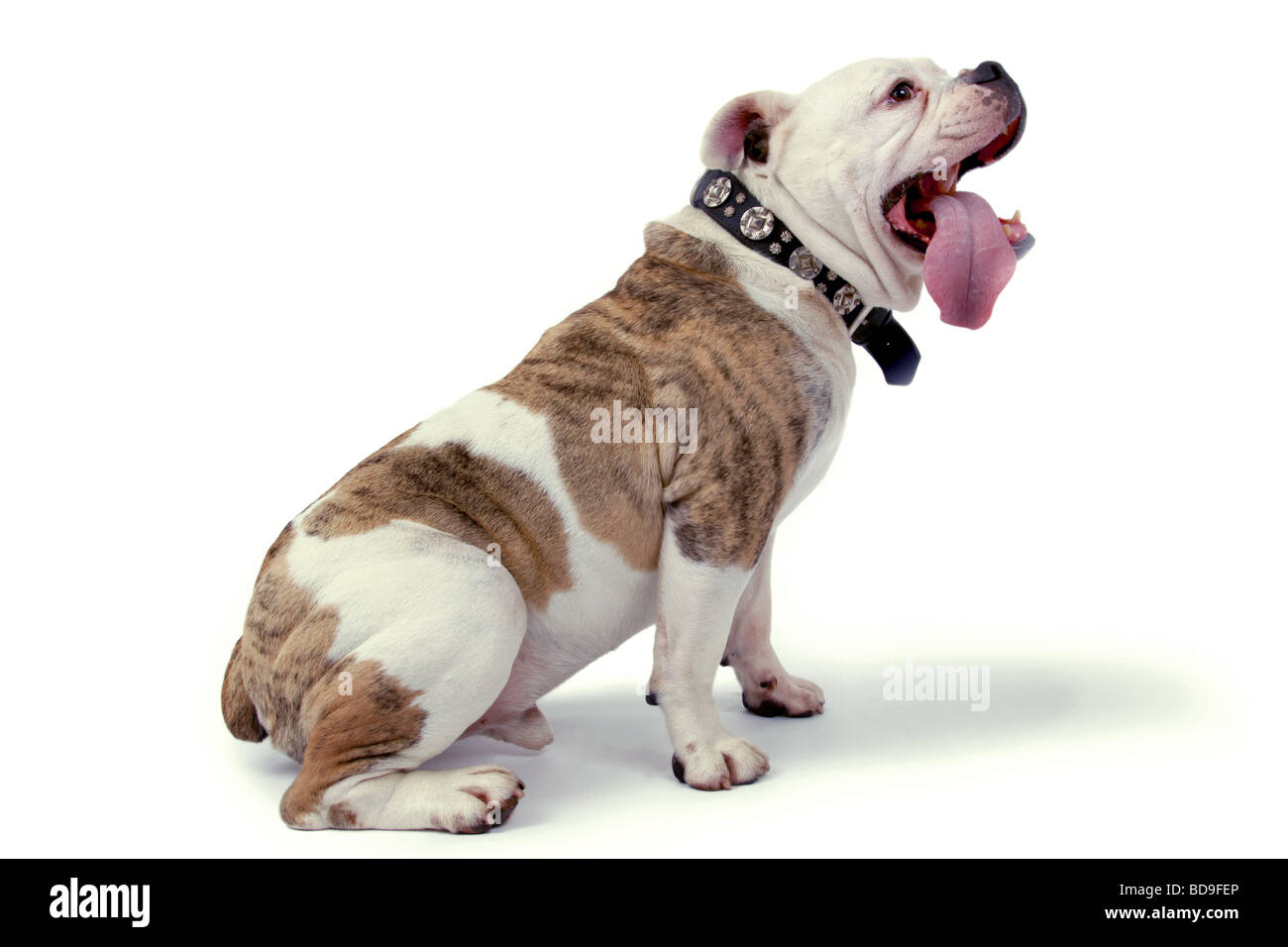 Bulldog sitting side view hi-res stock photography and images - Alamy