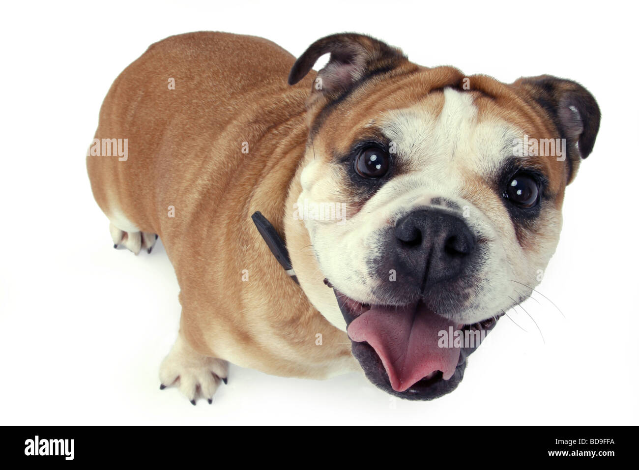 Top view english bulldog dog hi-res stock photography and images - Alamy