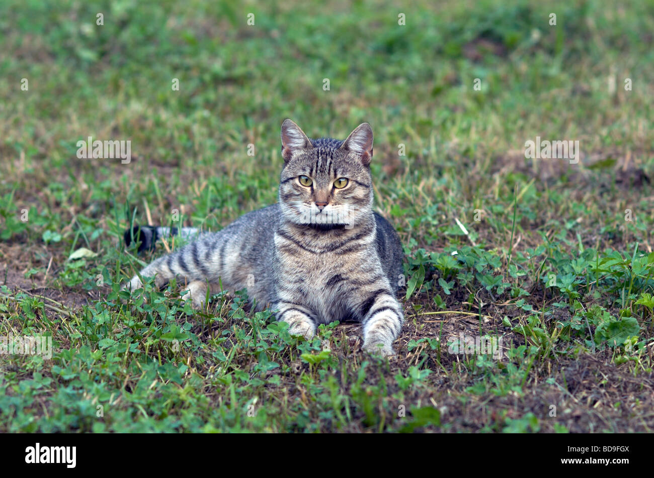Tabby Domestic cat - male Stock Photo - Alamy
