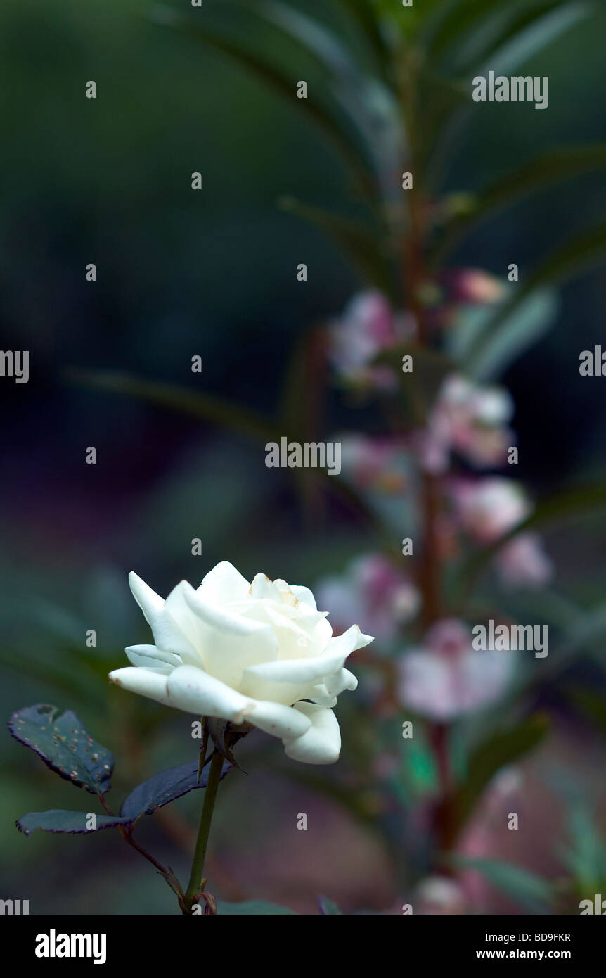 Unique rose color hi-res stock photography and images - Alamy