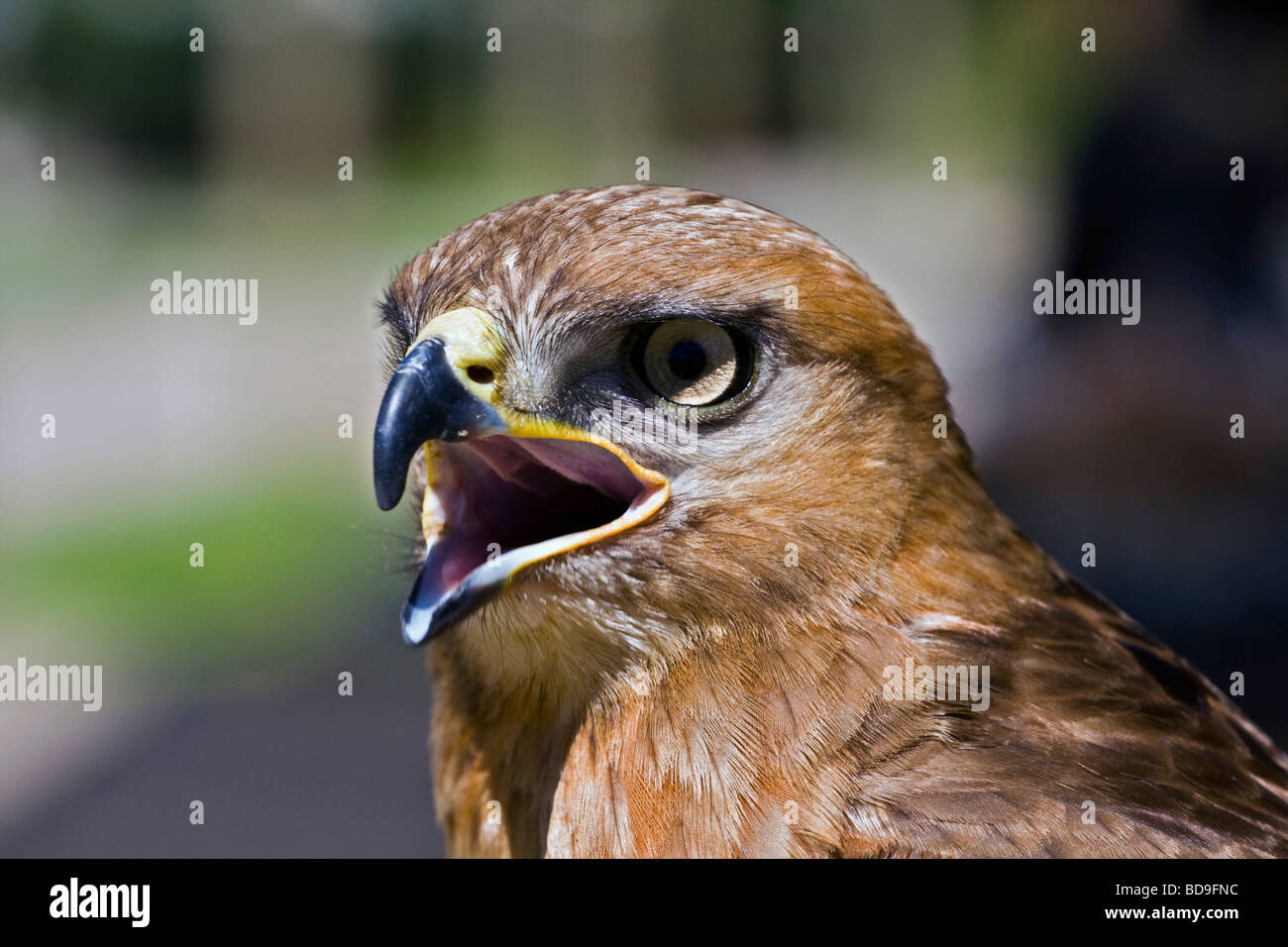 The Yellow-billed Kite Milvus aegyptius is a bird of prey of Southern ...