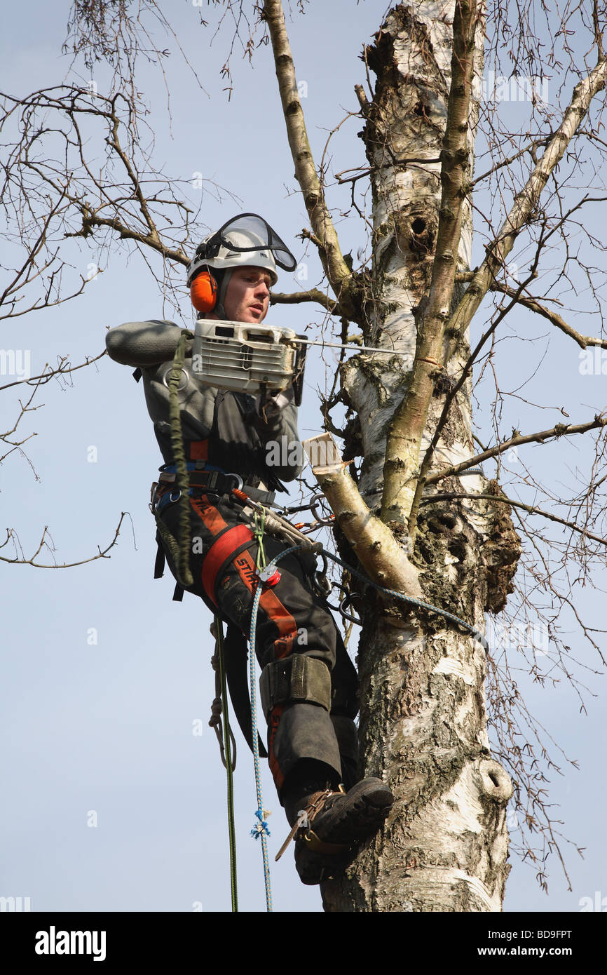 Young Danish forester in full timber felling gear felling a tall birch ...