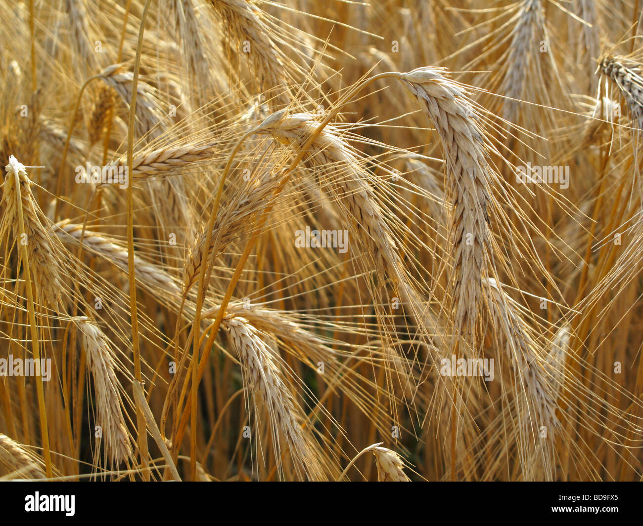 Secale cereale hi-res stock photography and images - Alamy