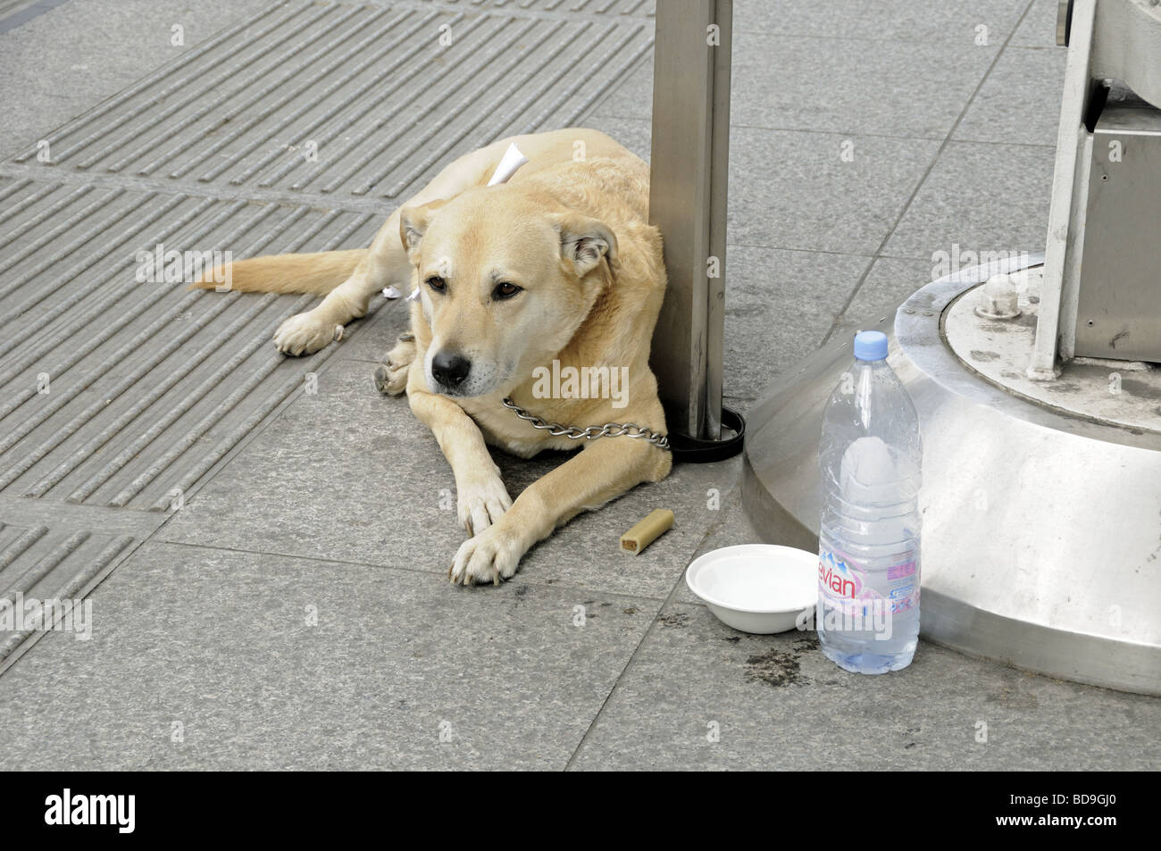 Dog post it note hi-res stock photography and images - Alamy