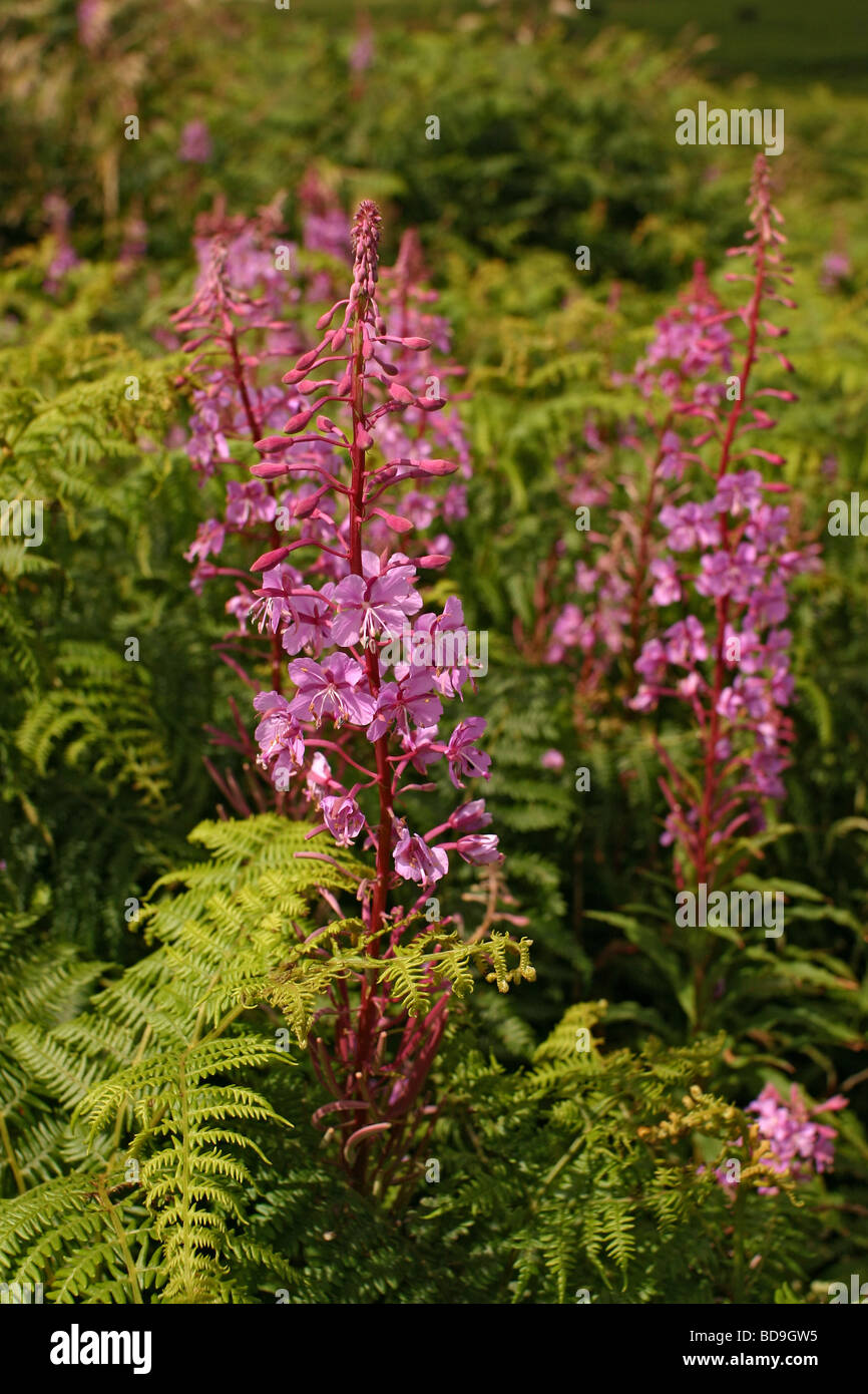 Purple flowers and bracken along Cornish footpath UK Stock Photo - Alamy