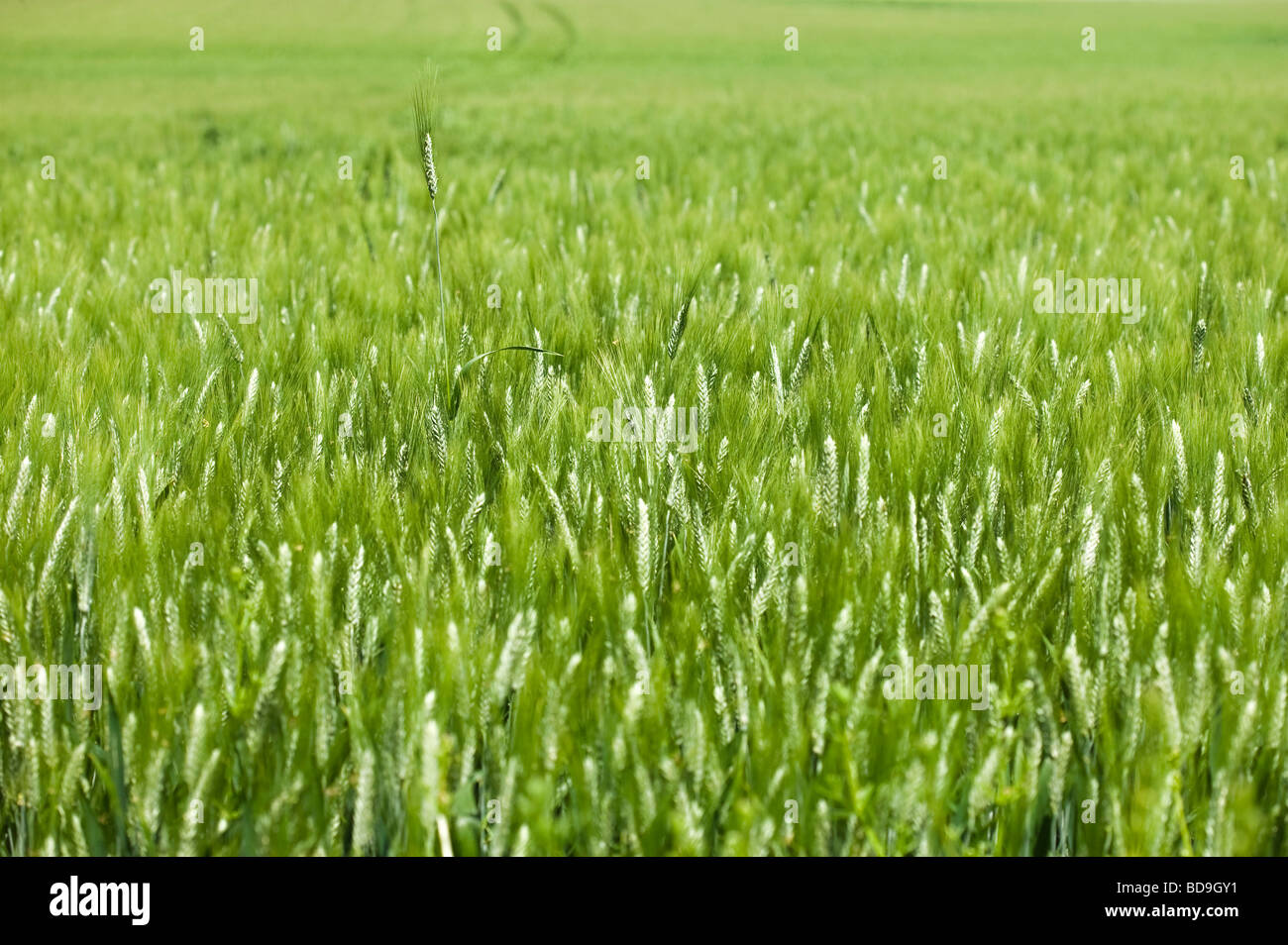 wheat field in spring . one ear out of the mass Stock Photo - Alamy