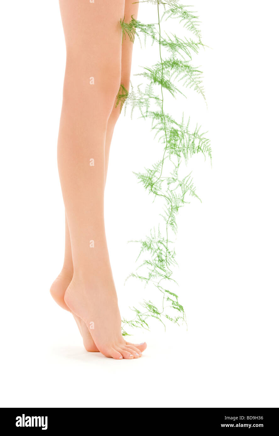picture of female legs with green plant over white Stock Photo - Alamy