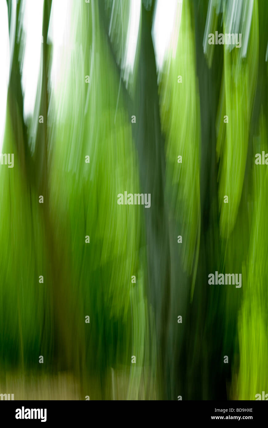 Vision trees and trees hi-res stock photography and images - Alamy