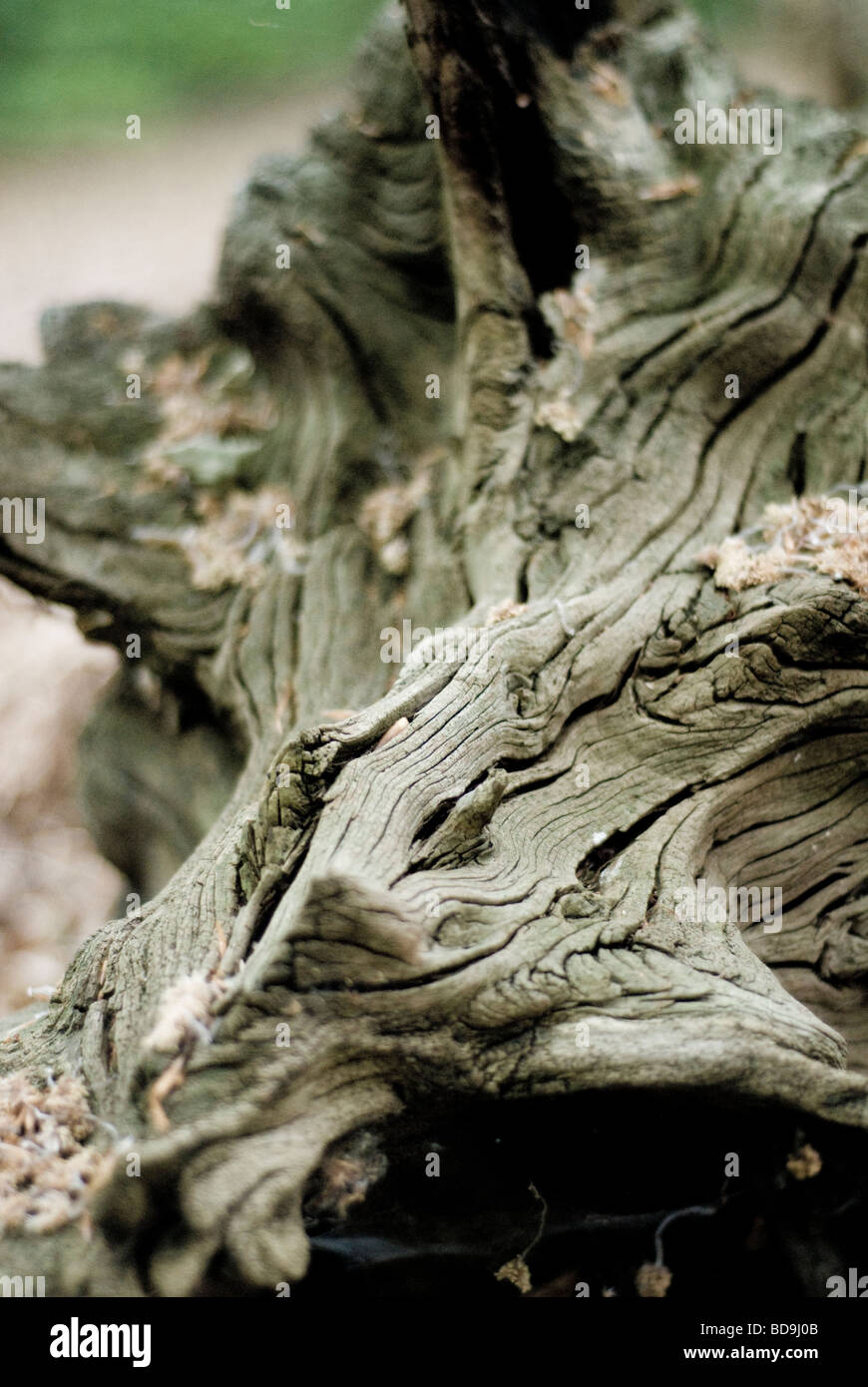 Old tree log forest hi-res stock photography and images - Alamy