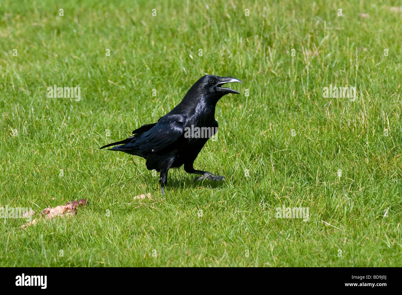 Raven on ground hi-res stock photography and images - Alamy
