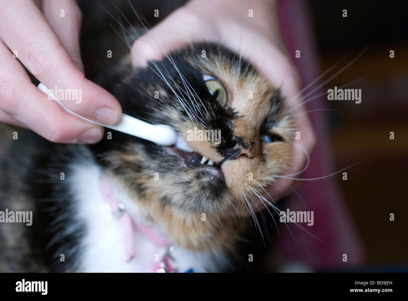 Cat welfare,cleaning the cats teeth,canine hygiene,domestic cat tooth ...