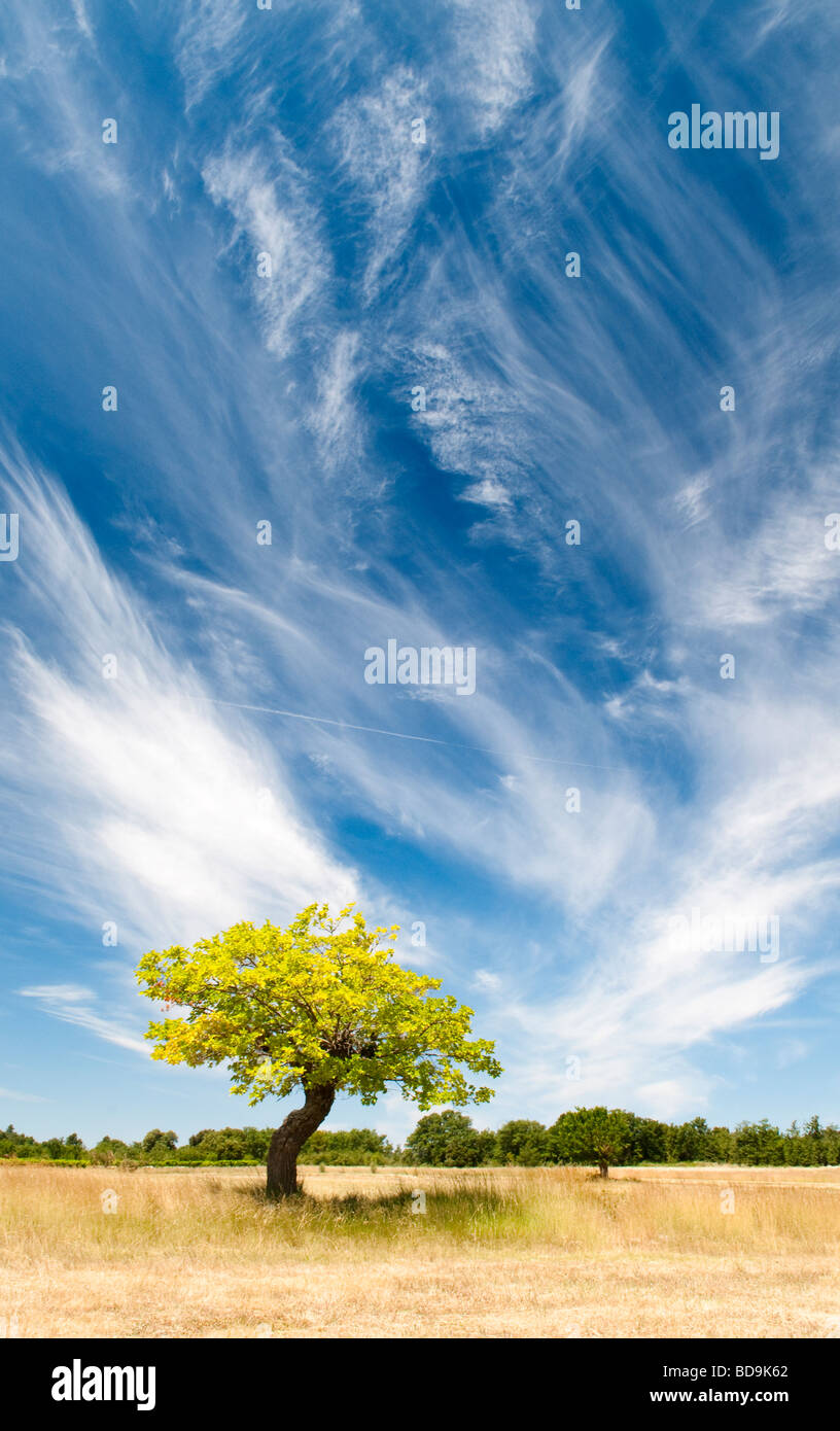 Tree and clouds, Provence, France Stock Photo - Alamy