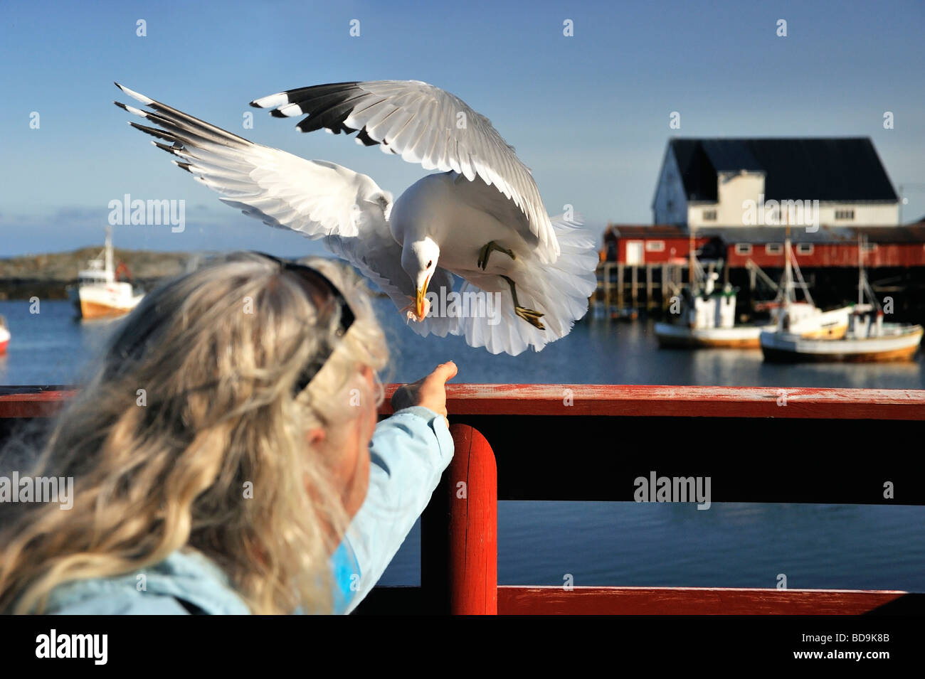 Woman feeding gulls hi-res stock photography and images - Alamy