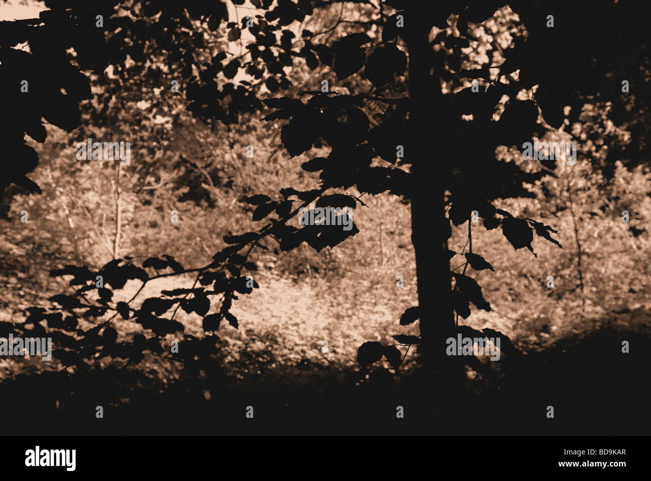 Frederiksberg park spring hi-res stock photography and images - Alamy