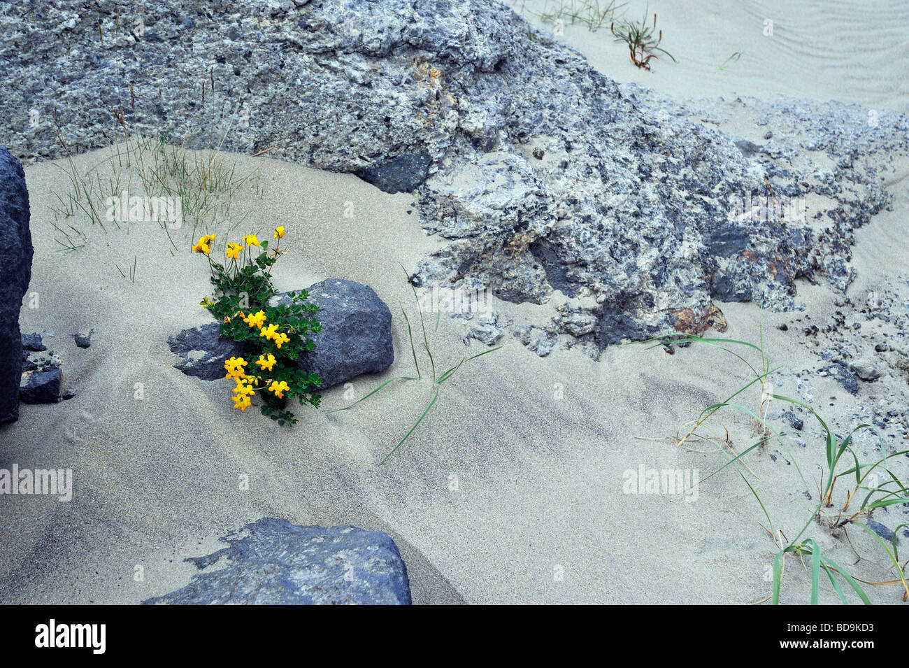 Sandy beach and yellow flowers Stock Photo - Alamy