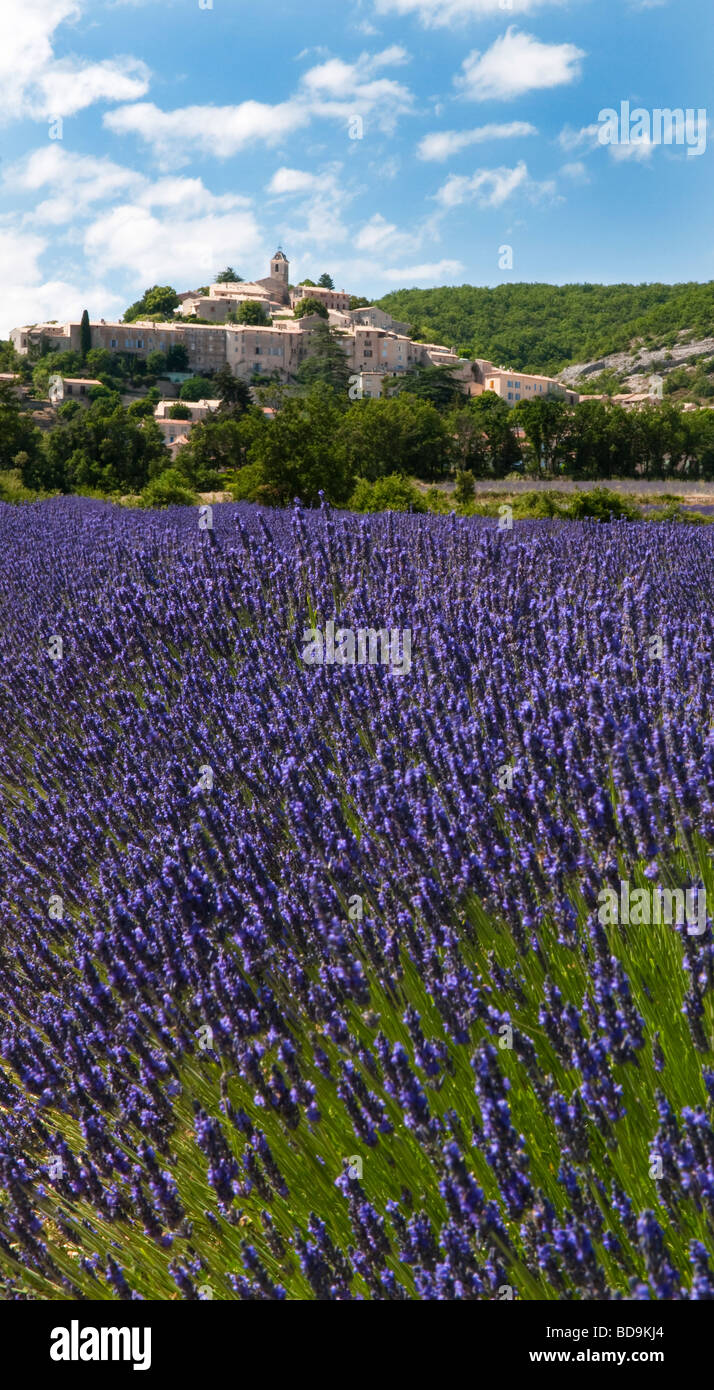 Lavender fields at Banon, Provence, France Stock Photo - Alamy