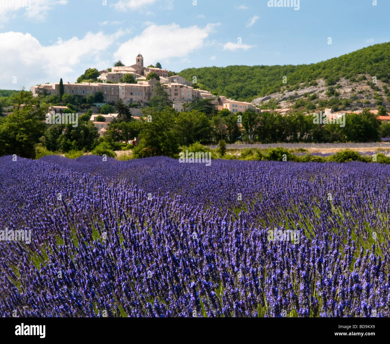 Lavender fields at Banon, Provence, France Stock Photo - Alamy