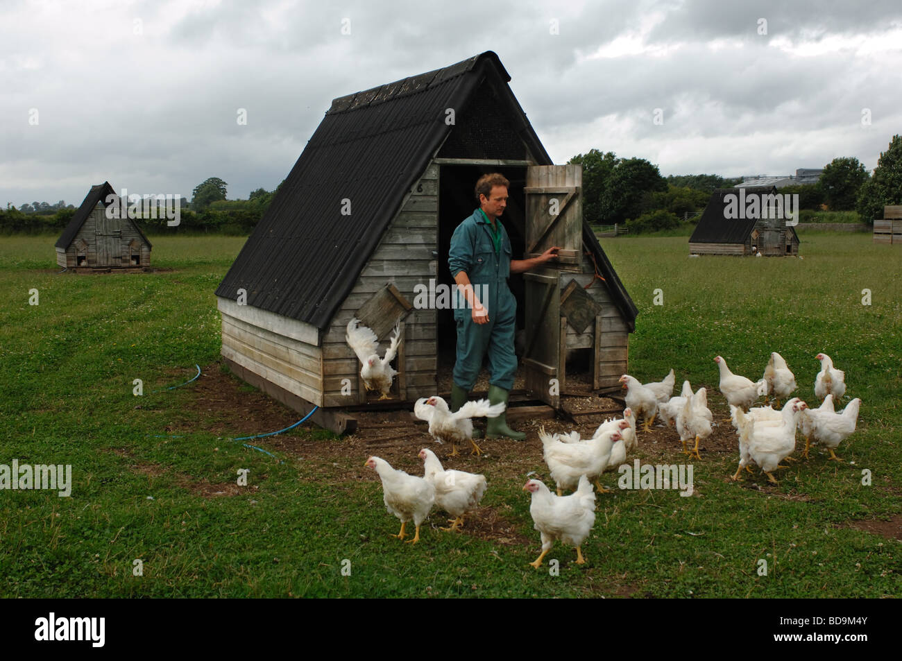 Free range chicken chickens hi-res stock photography and images - Alamy