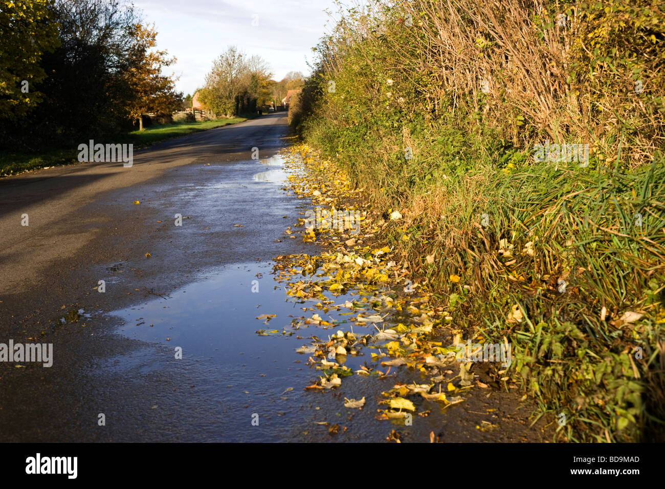 A view of a country lane in the early morning Stock Photo - Alamy