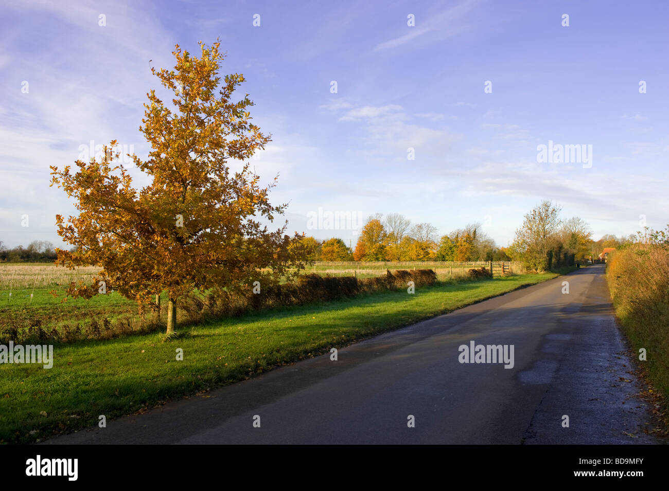 A country lane in early morning Stock Photo - Alamy