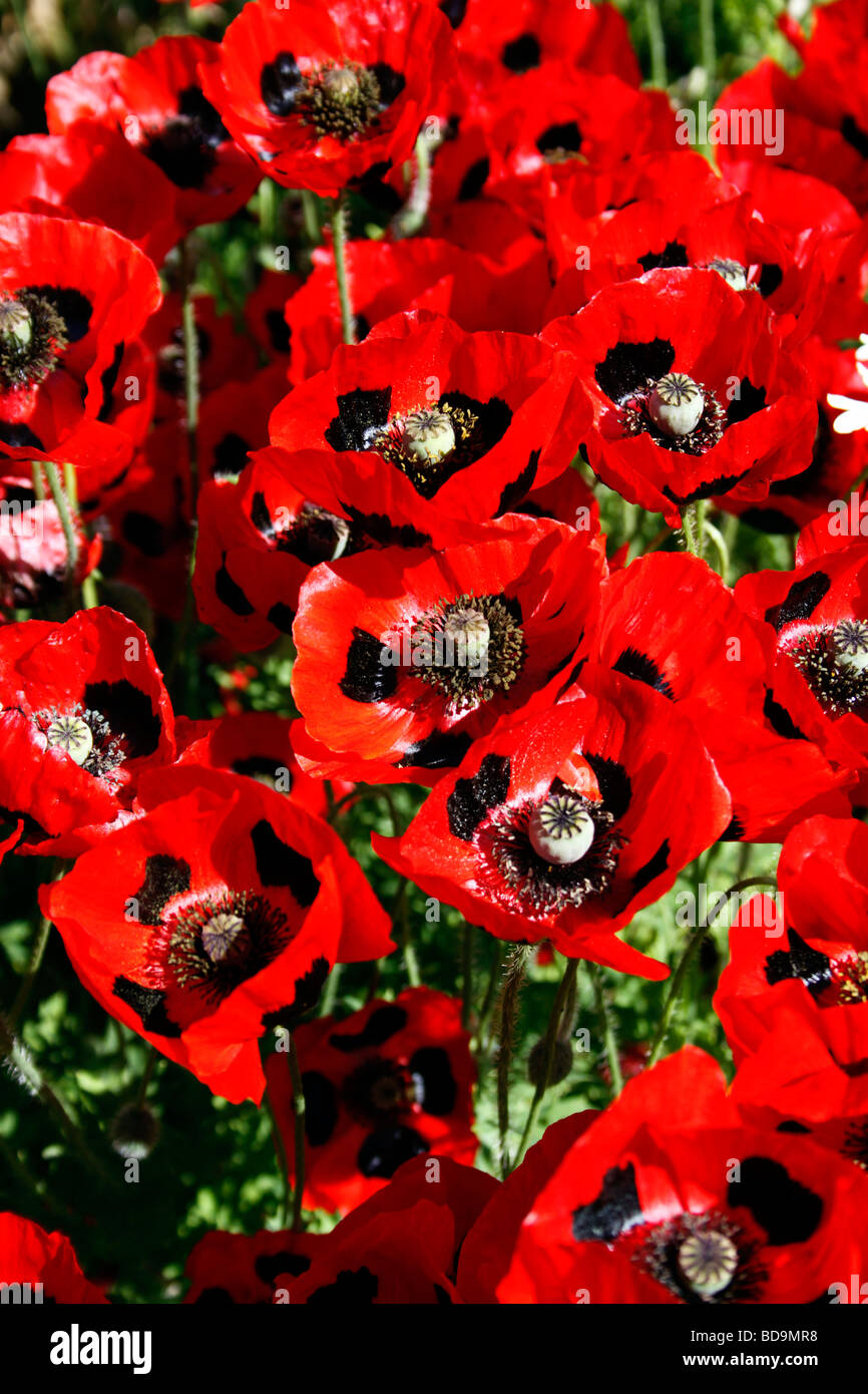 PAPAVER COMMUTATUM. LADYBIRD POPPIES GROWING IN A SUMMER BORDER Stock ...