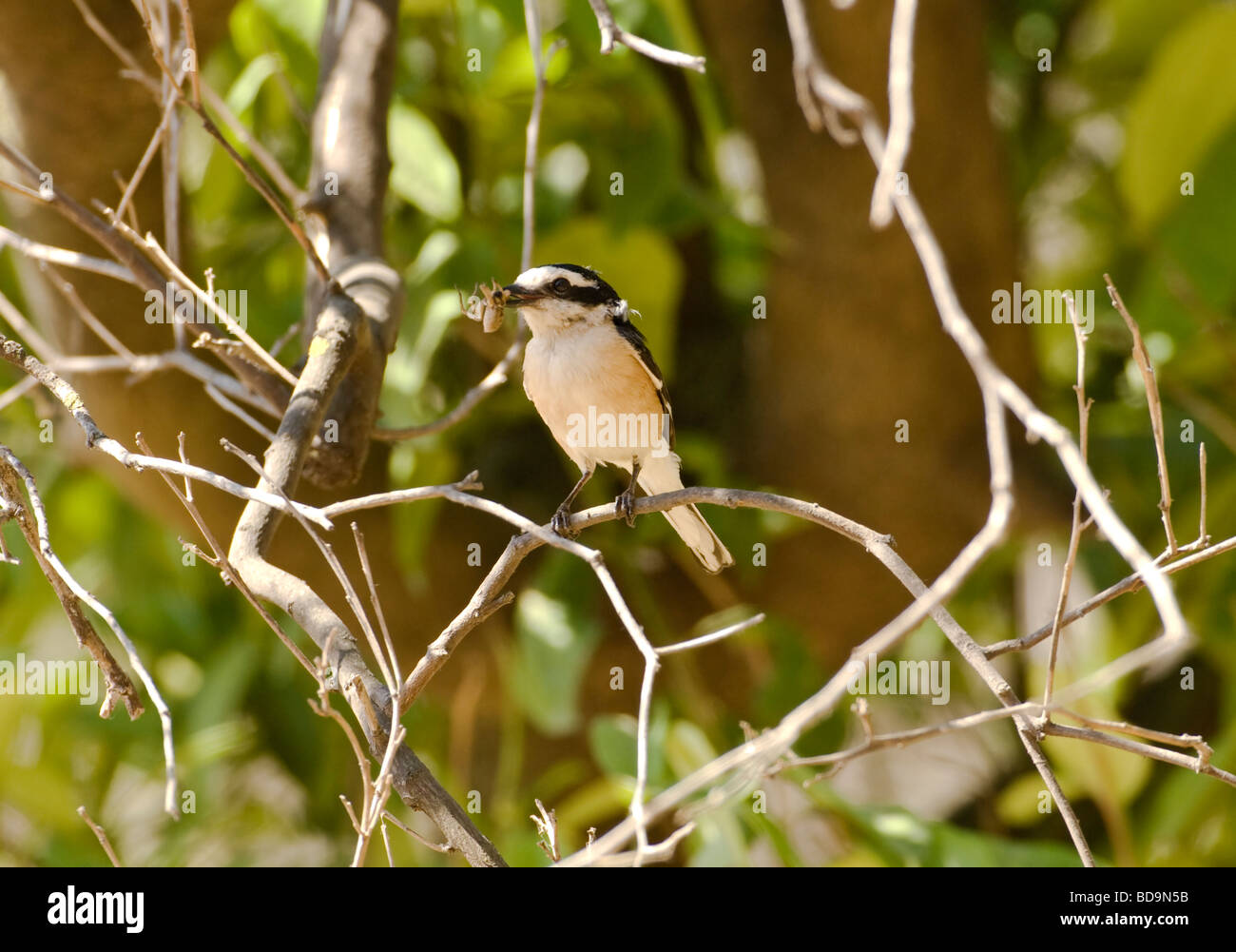 Masked Shrike Lanius nubicus male with food in bill to feed female on ...
