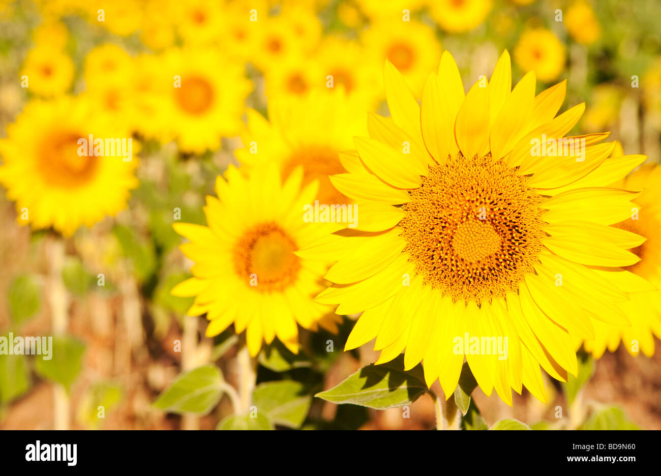 Field of sunflowers, Provence, France Stock Photo - Alamy