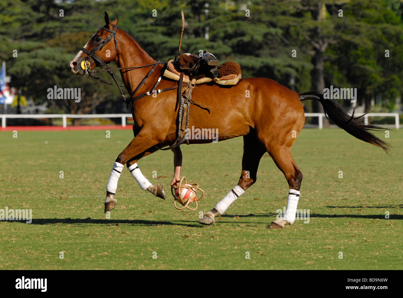 Pato Game Match in Buenos Aires, Argentina. Pato, also known as ...
