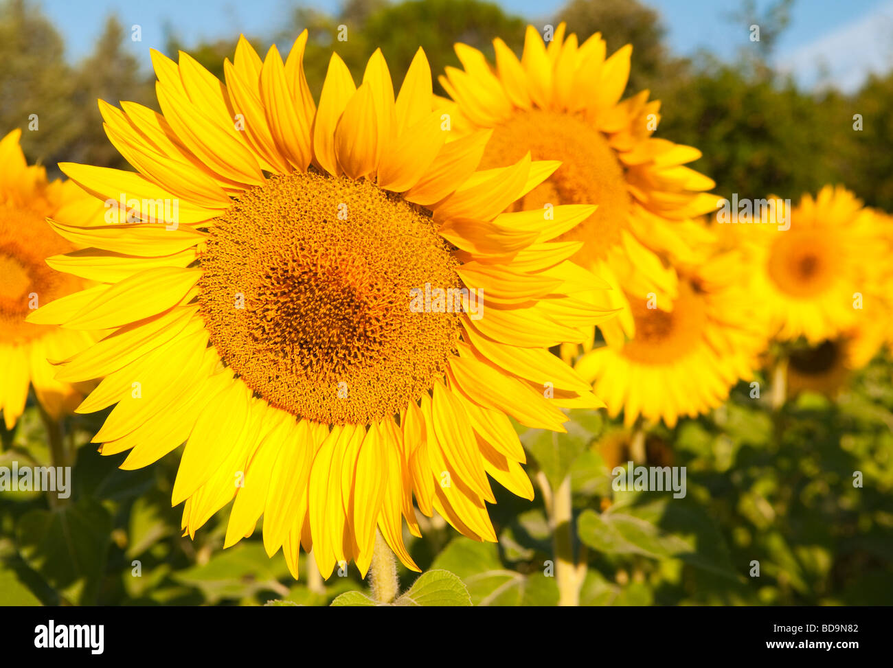 Field of sunflowers, Provence, France Stock Photo - Alamy