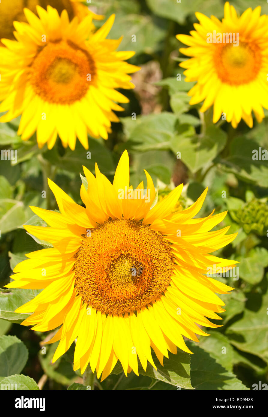 Field of sunflowers, Provence, France Stock Photo - Alamy