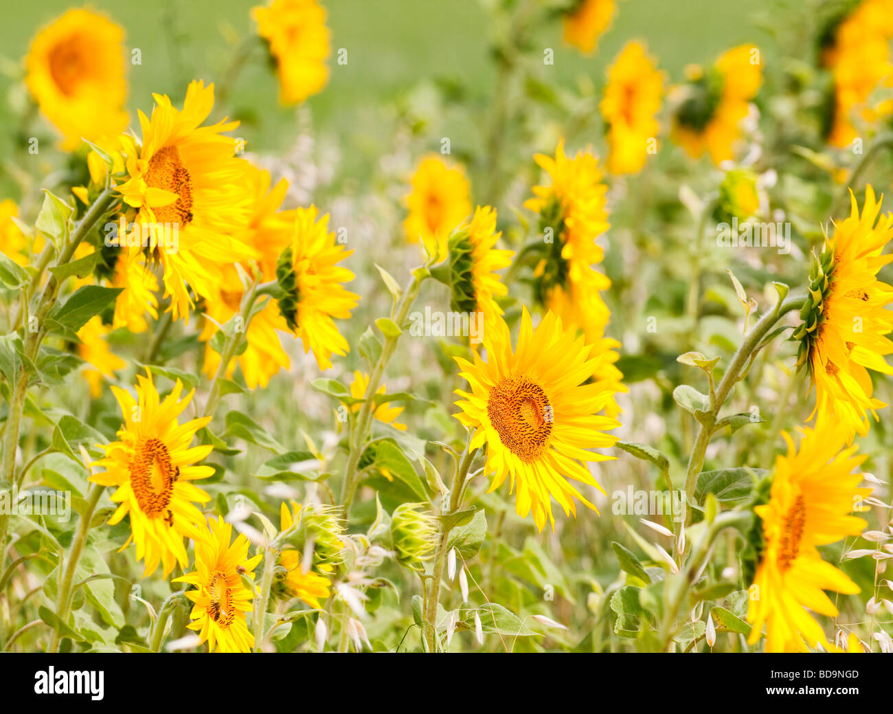 Field of sunflowers, Provence, France Stock Photo - Alamy