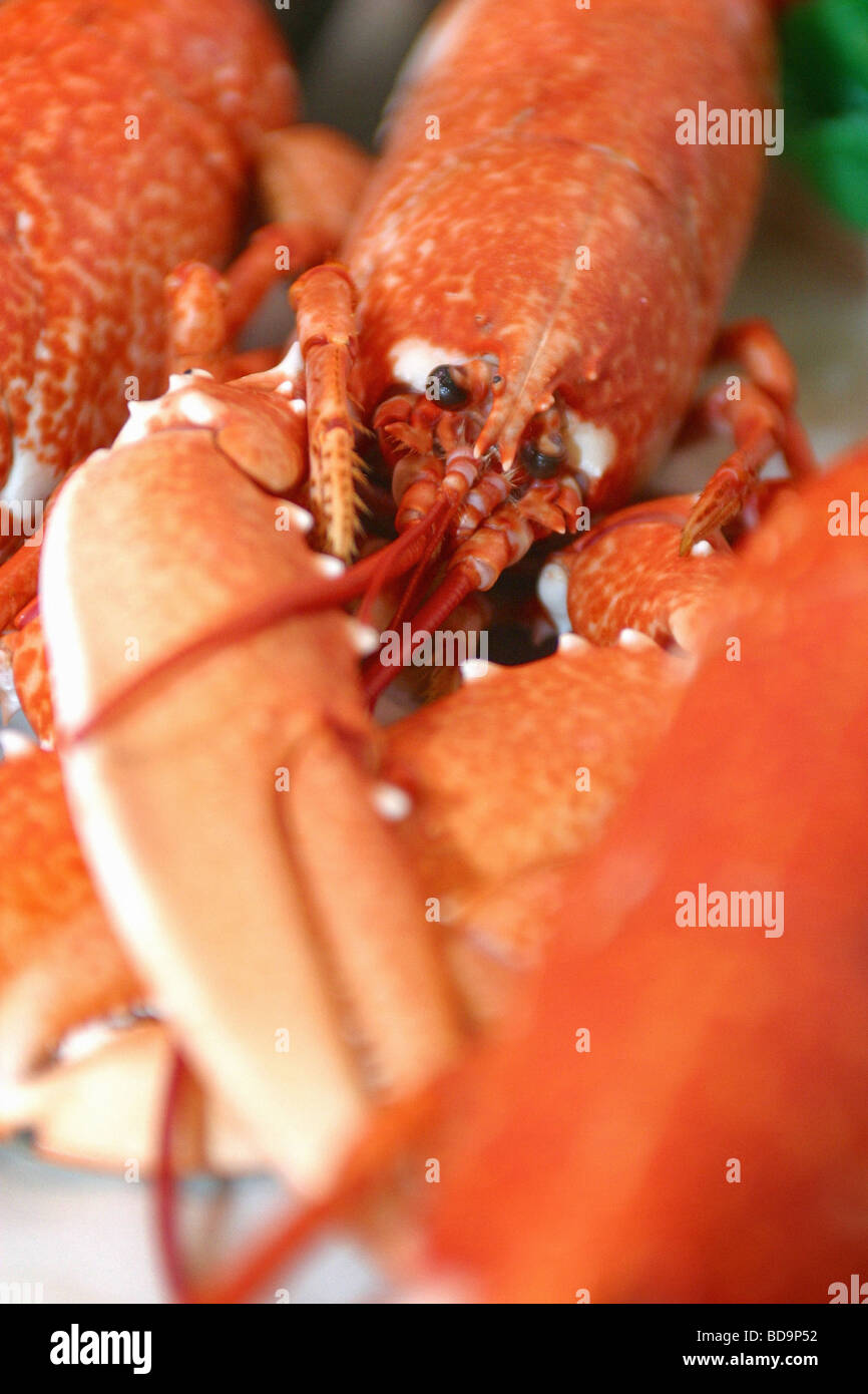 Cornish lobsters hi-res stock photography and images - Alamy