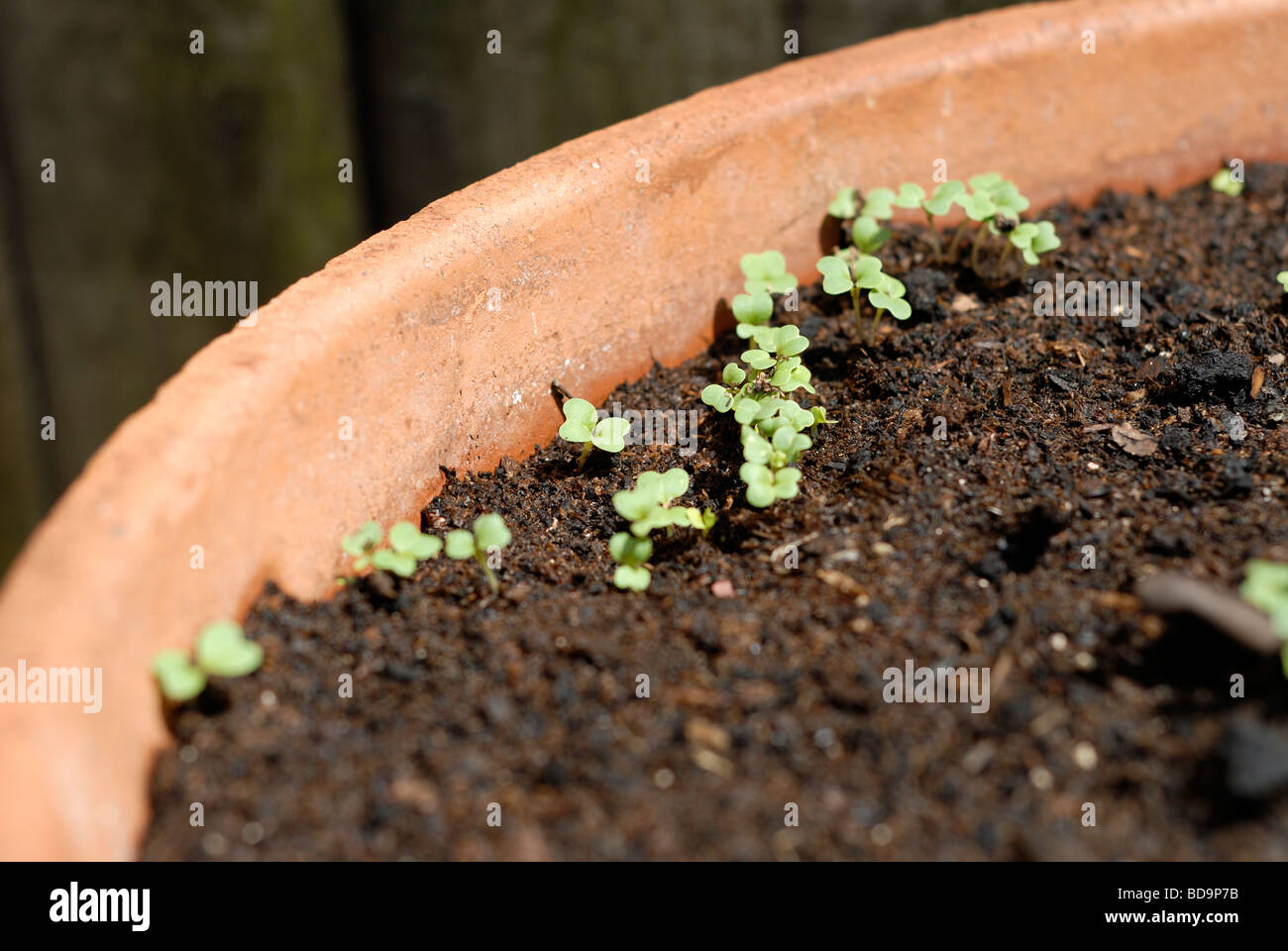 Seedlings growing in plant pot Stock Photo - Alamy