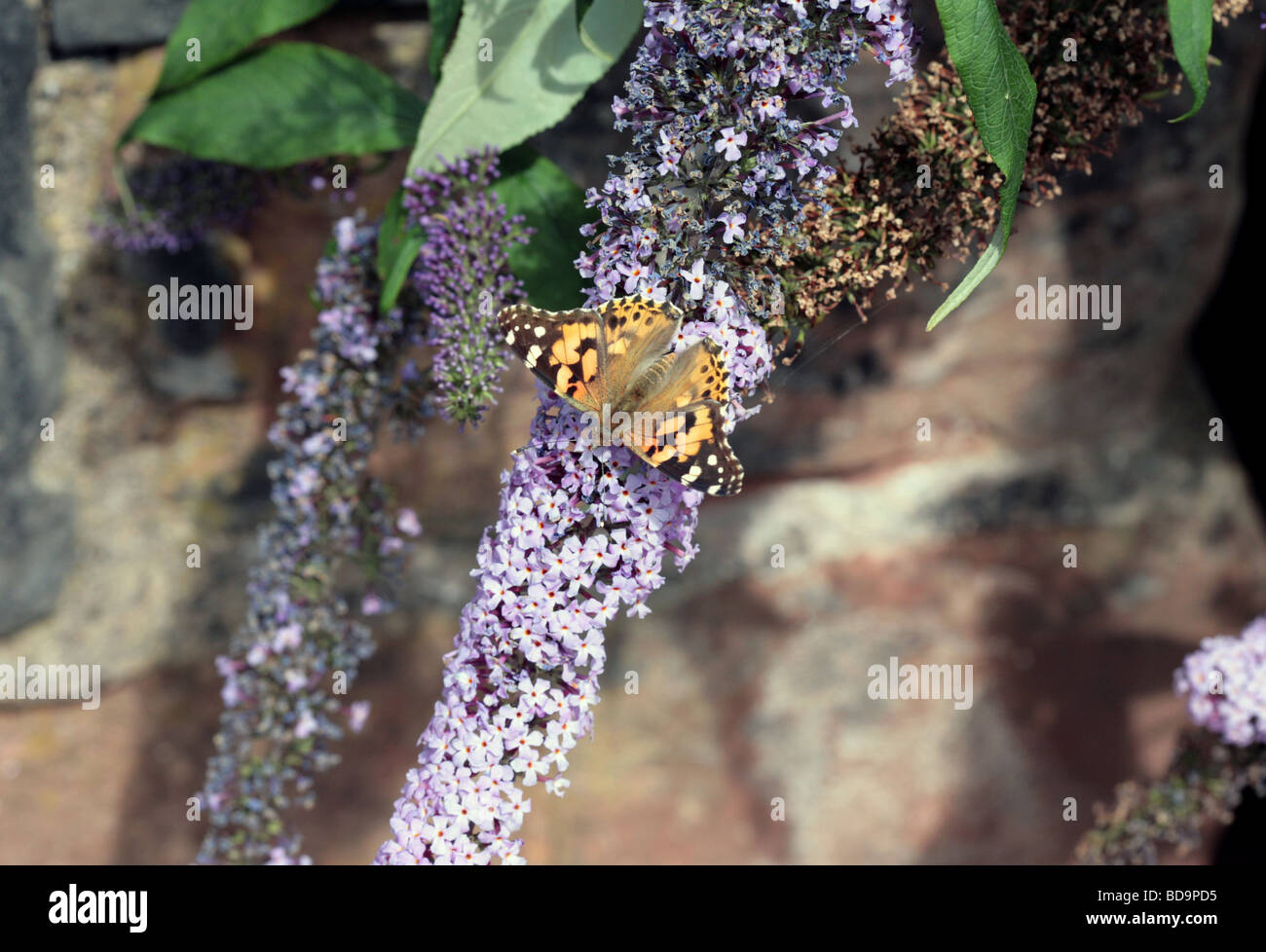 Lady carlisle hi-res stock photography and images - Alamy