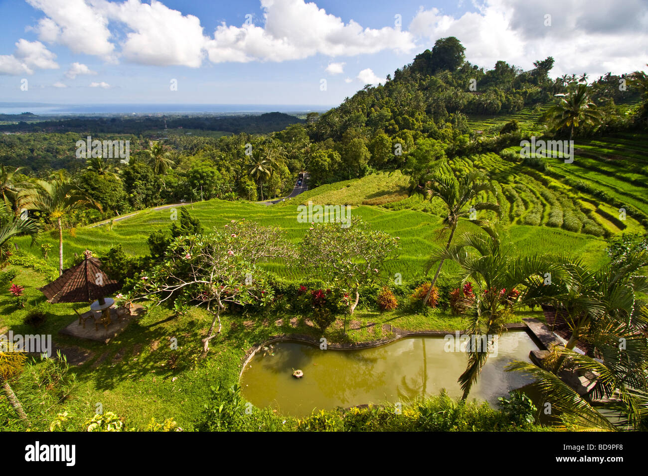 terraced rice fields Indonesia Bali Stock Photo - Alamy