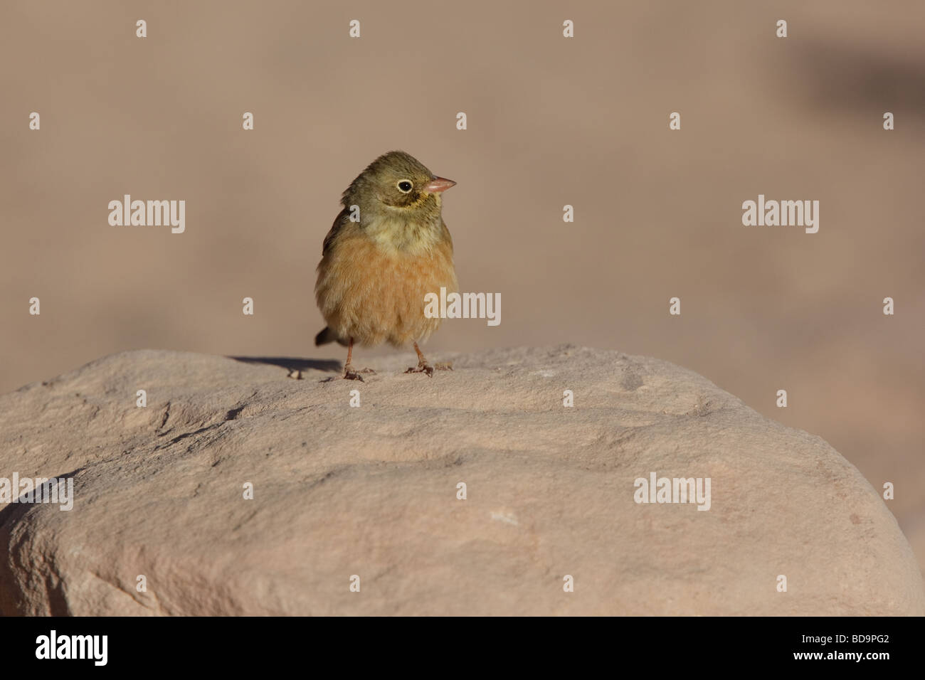 Petra wildlife hi-res stock photography and images - Alamy