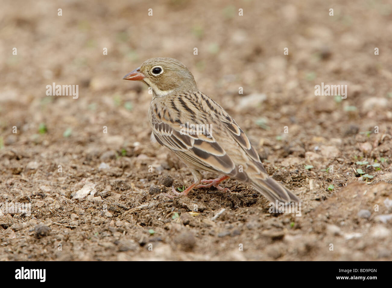 Ortolan Bunting High Resolution Stock Photography and Images - Alamy
