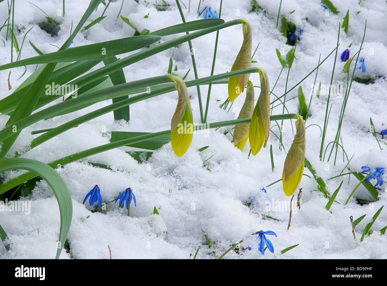 Osterglocke daffodil 18 Stock Photo - Alamy