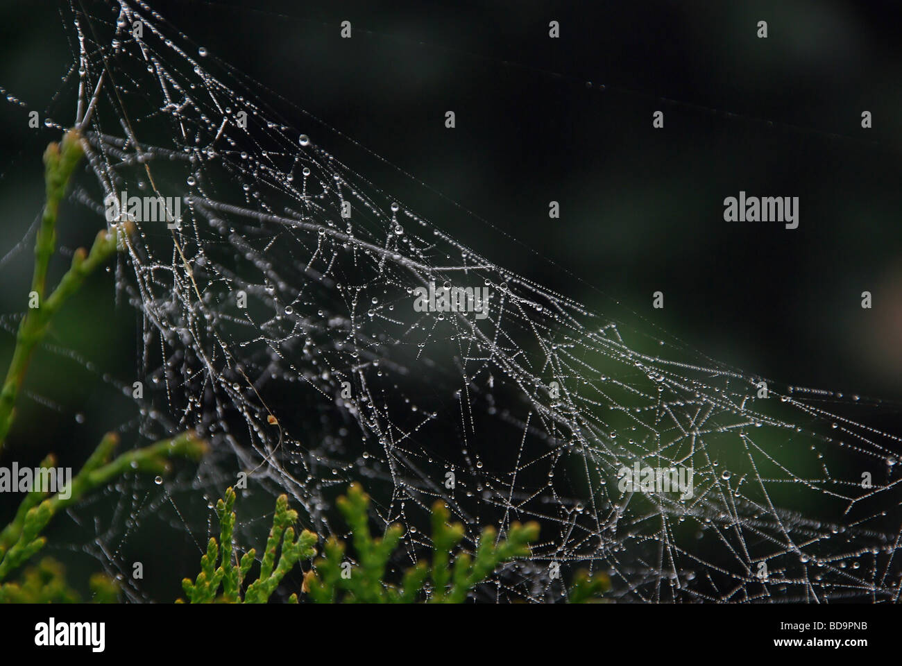 Cobweb macro abstract hi-res stock photography and images - Alamy