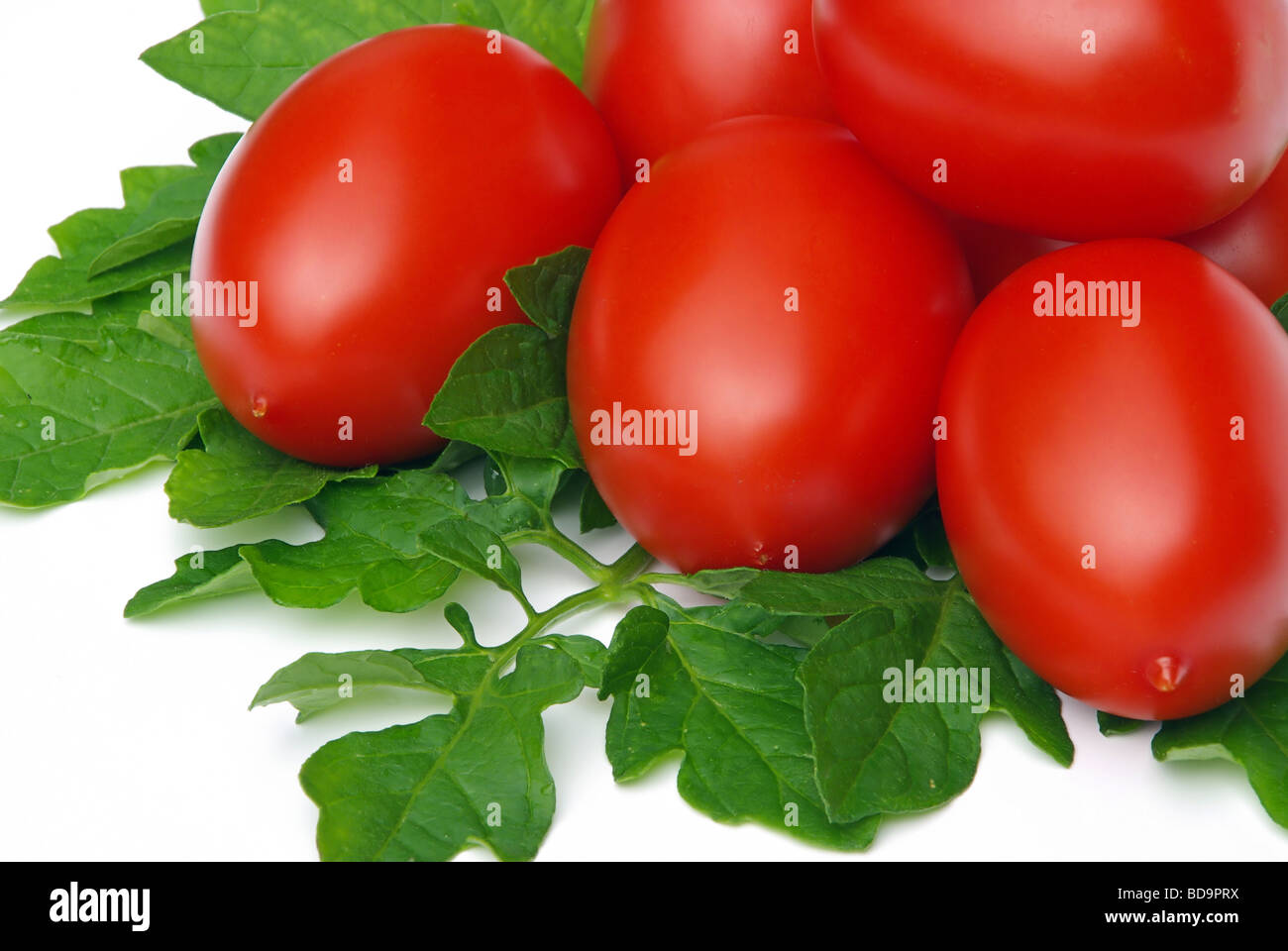 Tomate tomato 12 Stock Photo - Alamy