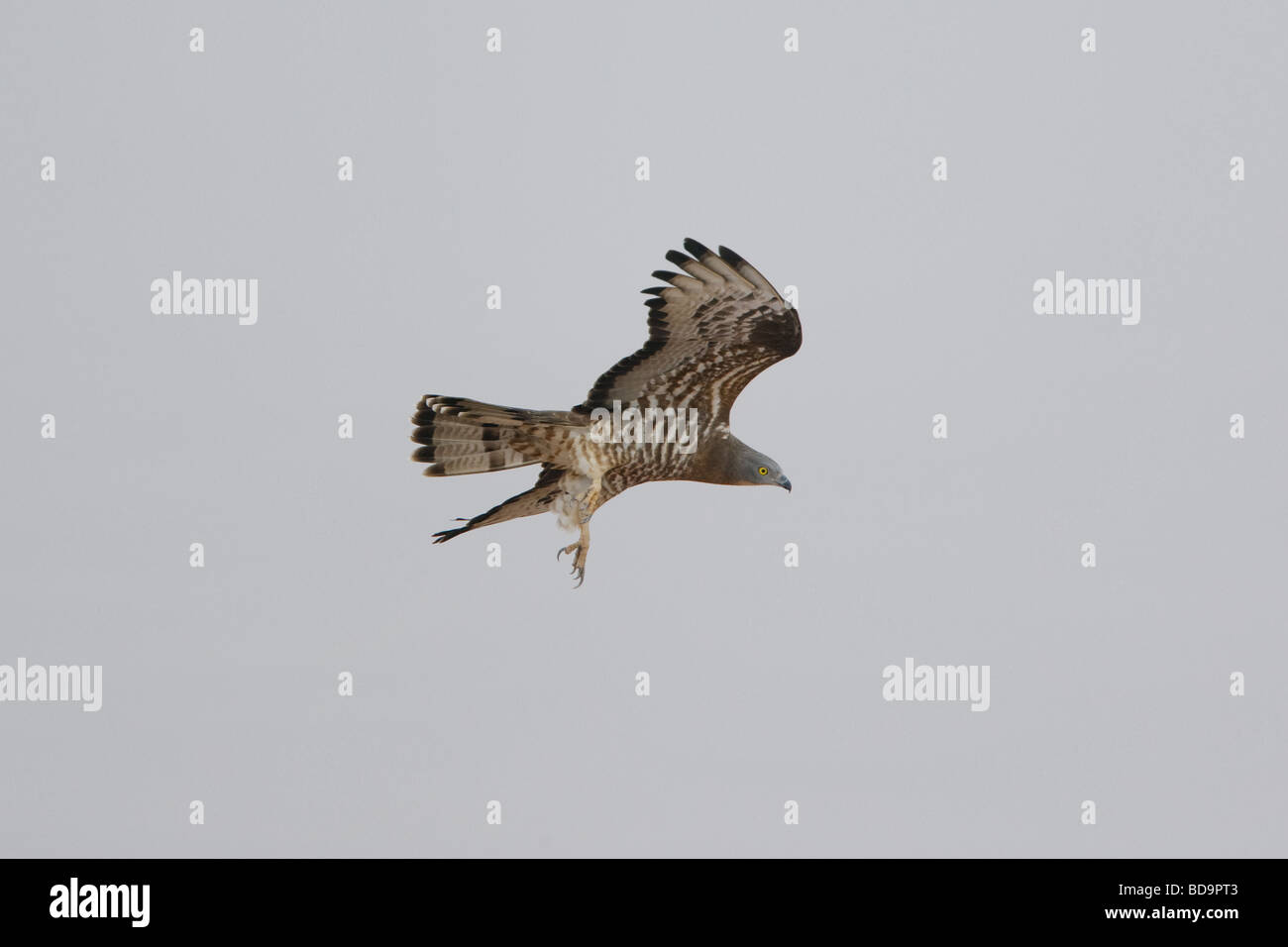 Buzzard gliding hi-res stock photography and images - Alamy