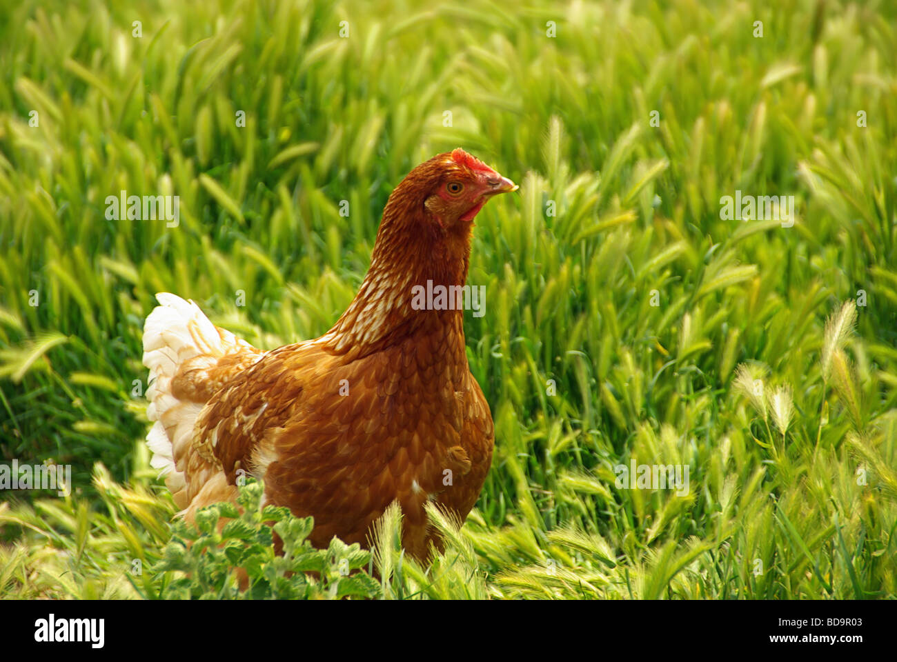 Huhn chicken 03 Stock Photo - Alamy