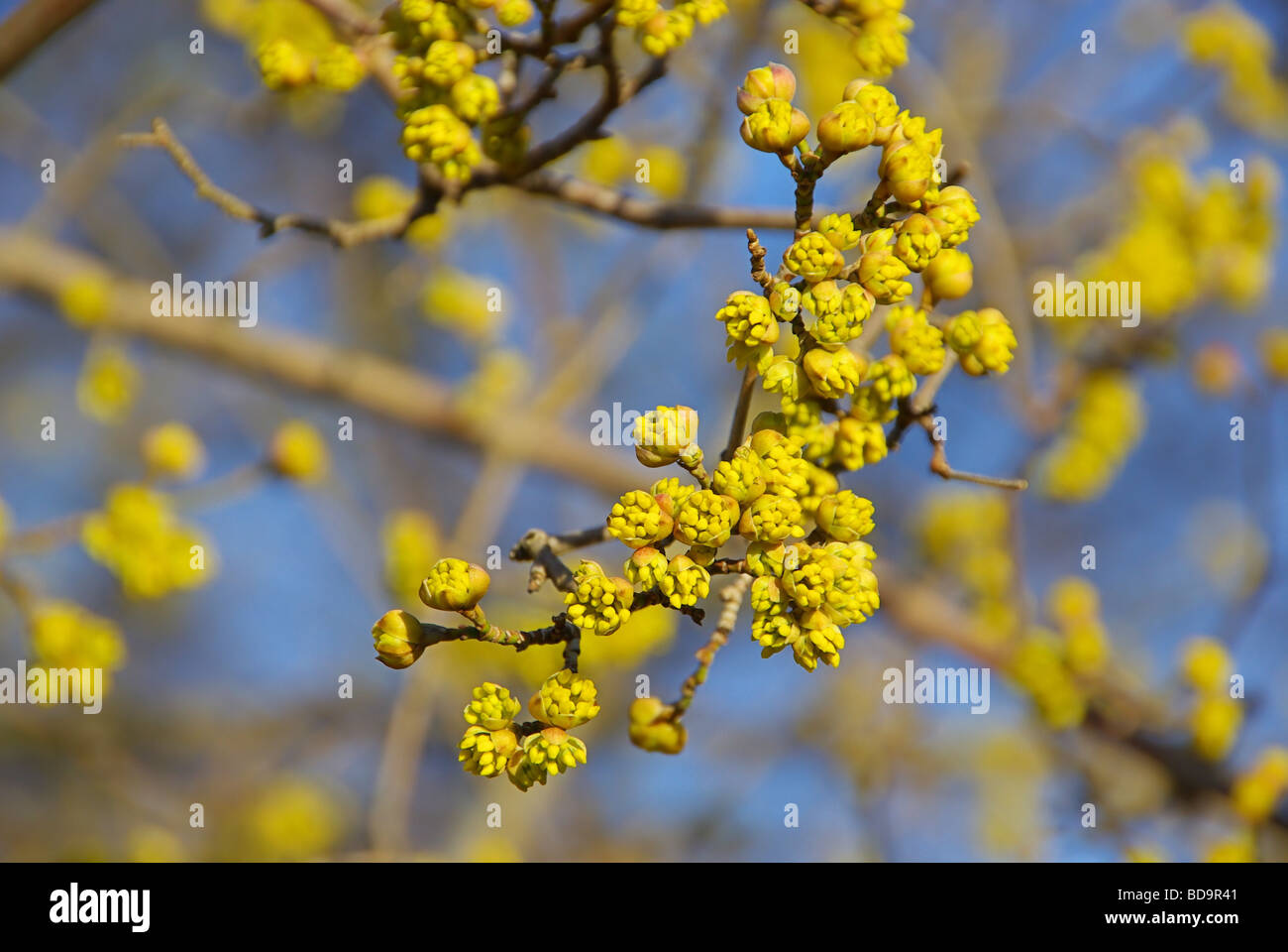 Cornel tree hi-res stock photography and images - Alamy