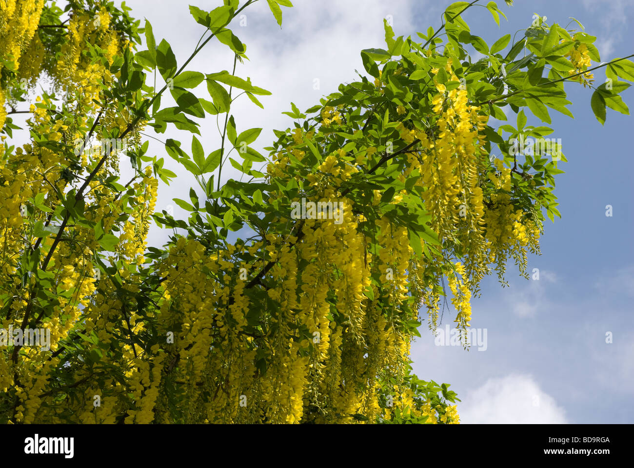 Laburnum tree hi-res stock photography and images - Alamy
