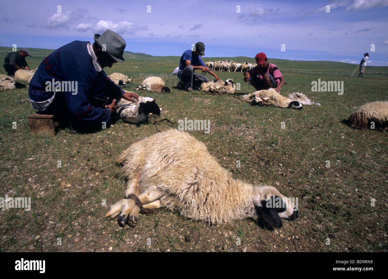 Tied up sheep hi-res stock photography and images - Alamy